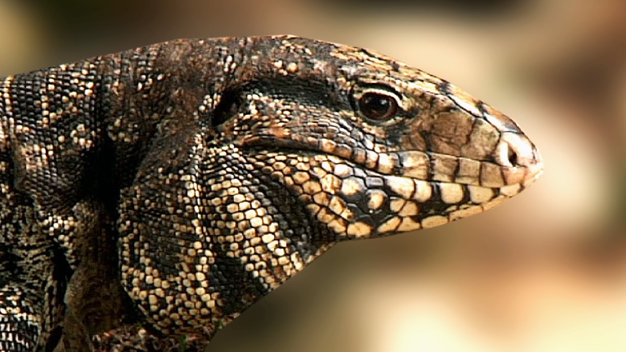 Tegu eats Alligator Eggs 01