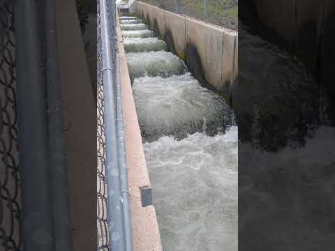 Fish ladder Oroville CA.