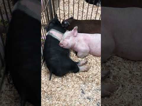 4H pigs after a long day of getting last place