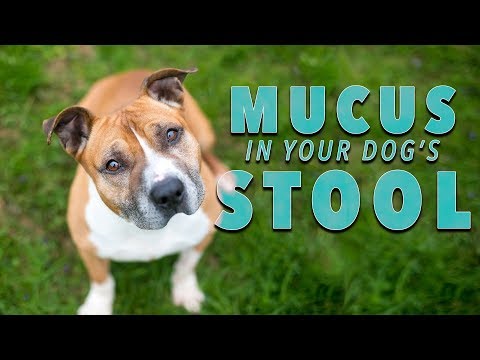 Mucus in Dog Poop — What does it mean? | Ultimate Pet Nutrition - Dog Health Tips