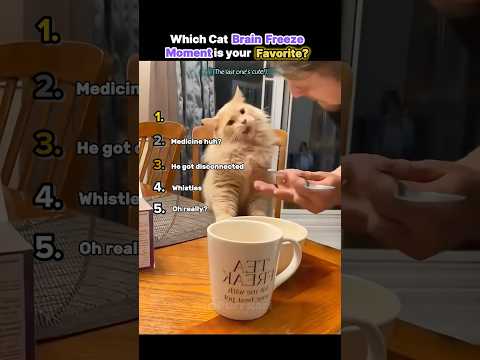 Cats Having Brain Freeze Moments