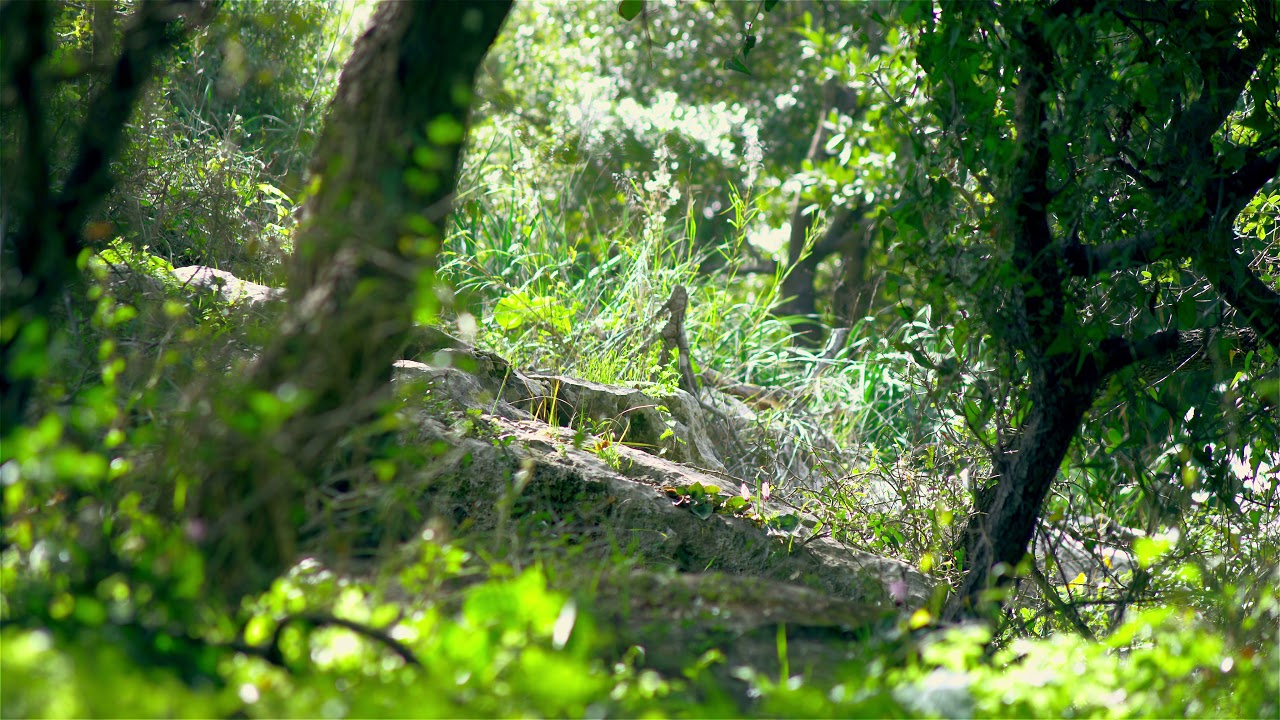 Summer, beautiful, green，forest,  trees，photography&video background