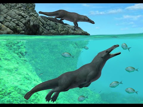Ancient four-legged whale discovery in Peru | Dear Kitty. Some blog