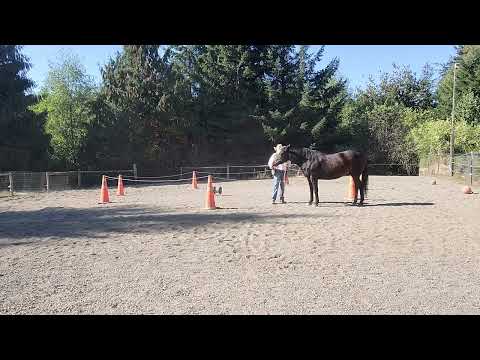 teaching your horse to wear rhythm beads & bells with clicker training