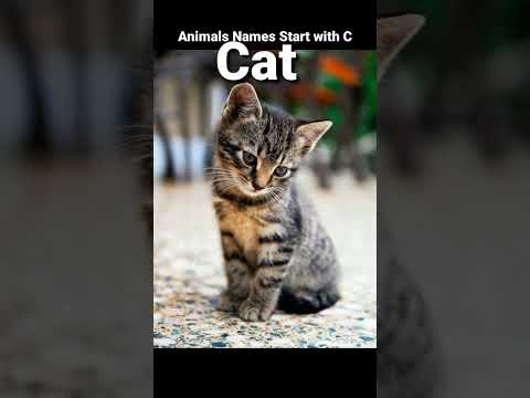 Animals Names Start with C!! Letter C Starting Animals!! Animals Names!! @sakala-multicolours.