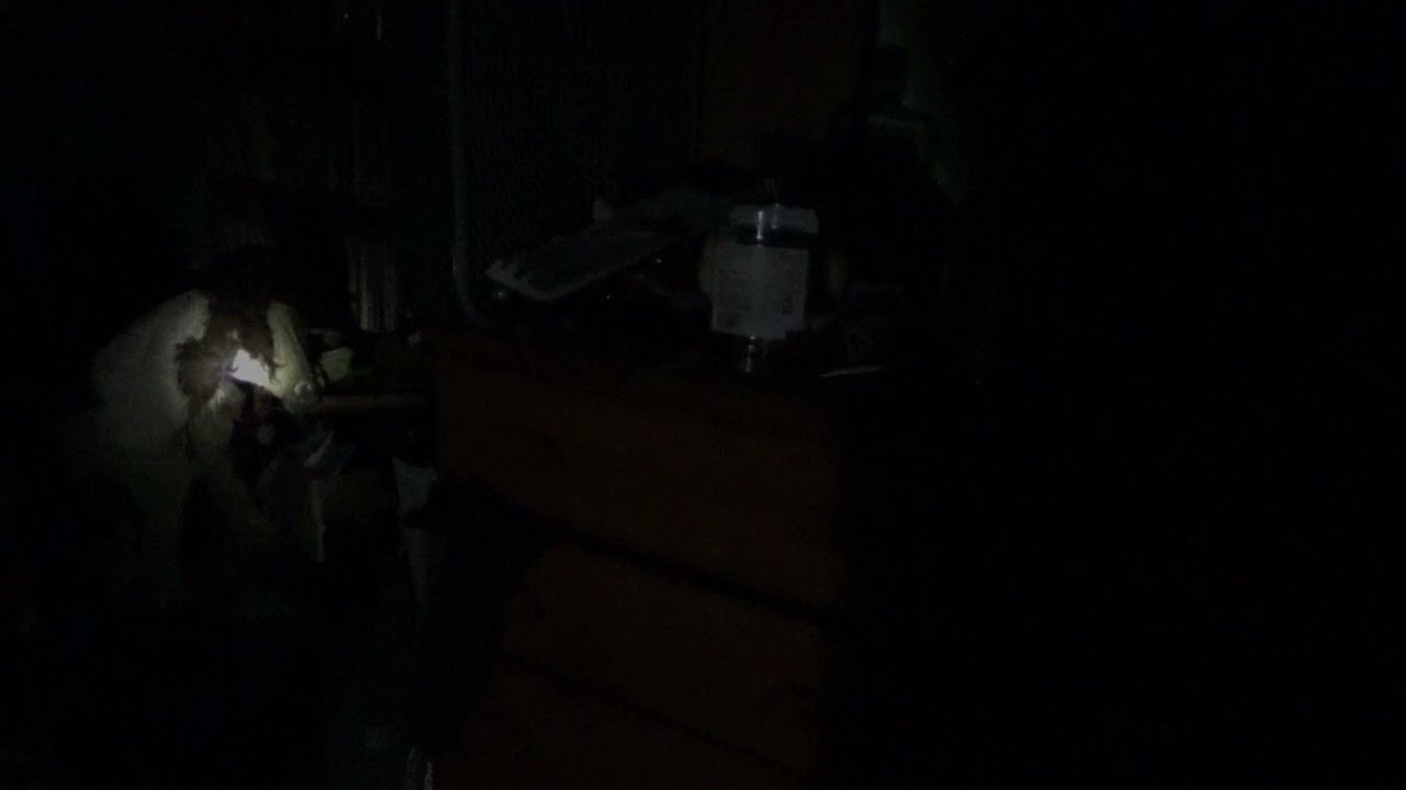 Guatemalan Iguana Models - Symbol