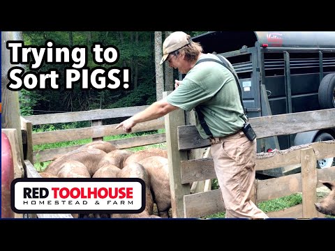 Trying to SORT PIGS for loading day - IS IT GOING TO WORK?