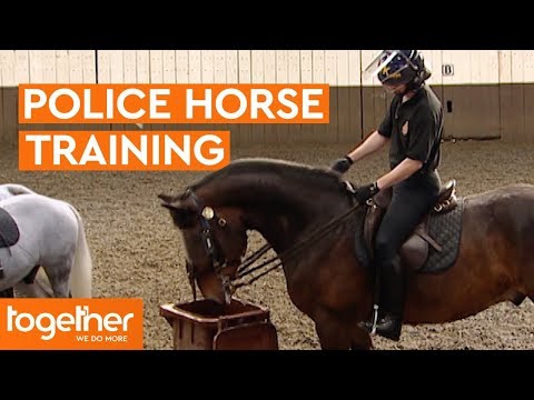 Training Police Horses for Manchester's Streets | Mounted Branch