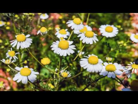 Para Que Sirven  Las Plantas astringentes Beneficios