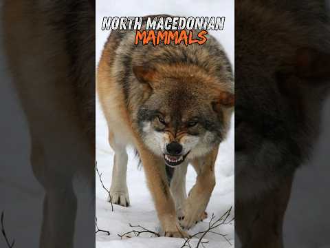 NORTH MACEDONIAN MAMMALS #youtubeshorts #shorts #ytshorts #shortsfeed #mammals #wildlife #short #yt