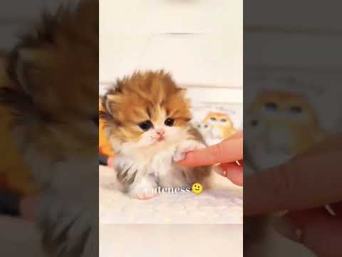 cats leave paw prints on your hearts 🥰 #catvideos #cutenessoverload #princesscat #catlovers #love