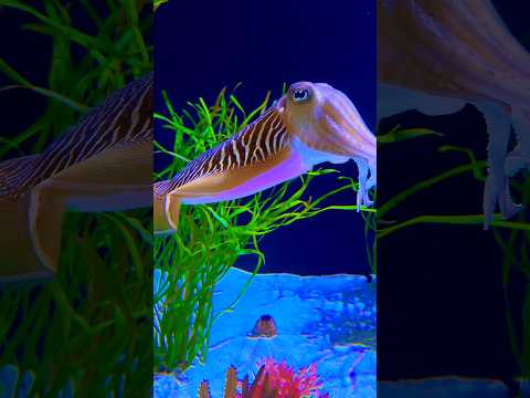 What’s the name of this fish or creature?
