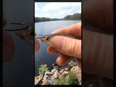 BEST Way To Hook A Live Minnow For Bait!!! #shorts