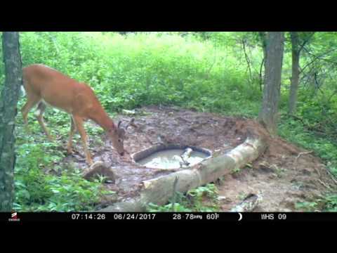 Why You Need To Hide Your Deer Waterholes