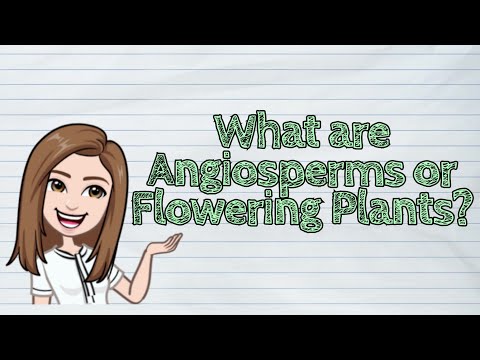 (SCIENCE) What are Angiosperms or Flowering Plants? | #iQuestionPH