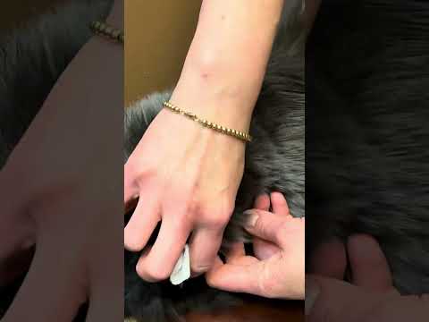 Dr Schell discusses how to clean a cat’s ears gently and effectively! ❤️🤗🐶🐈❤️