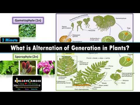 What is Alternation of Generations in Plants? Sporophyte vs Gametophyte with examples.