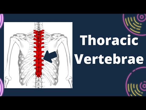 Thoracic Vertebrae