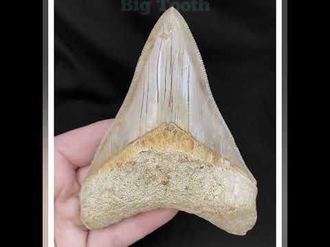 Top 5 #Megaladon Facts #shorts #youtubeshorts #megalodon