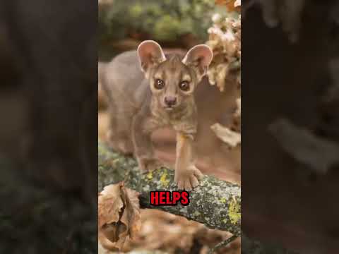 Fossa Madagascar's Mysterious Top Predator!