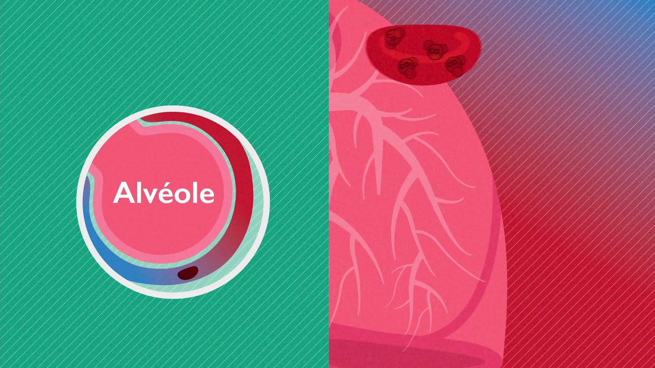 Comment l'oxygène passe dans le sang ?