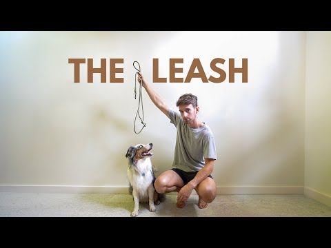 The Only Dog Leash You'll Ever Need