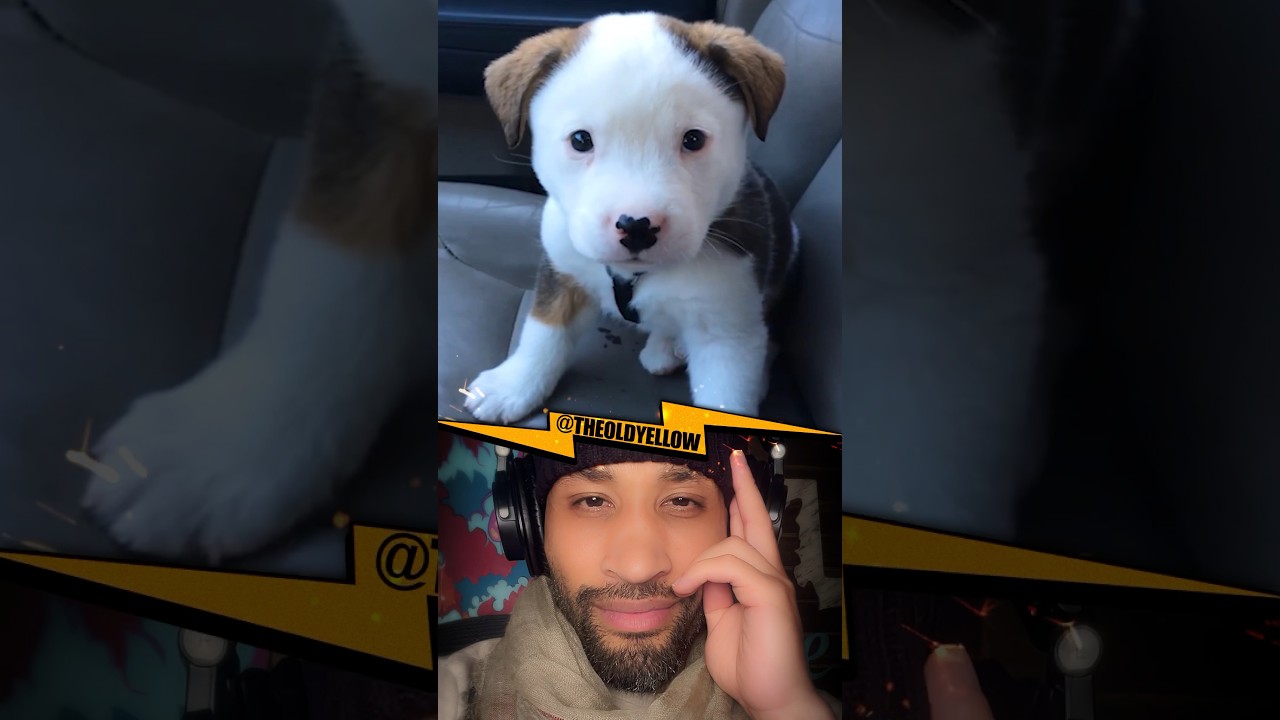 ADORABLE PUPPY HAS HICCUPS FOR FIRST TIME & Priceless Reaction 😂😂😂 #puppy #cutepuppy #puppies