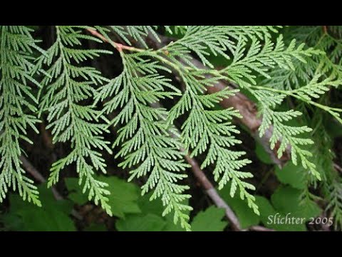 Accelerating Research about the Recent Die offs of Western Red Cedar