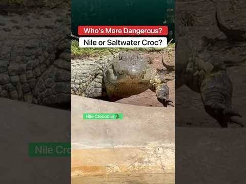 Who’s More Dangerous: A Nile Or Saltwater Crocodile?! 🤔🐊 #shorts #crocodile