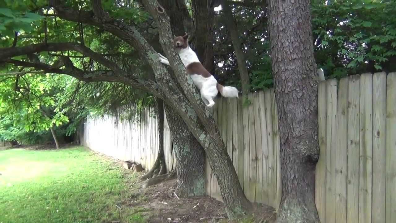 Dogs can't climb trees ! Or can they ?