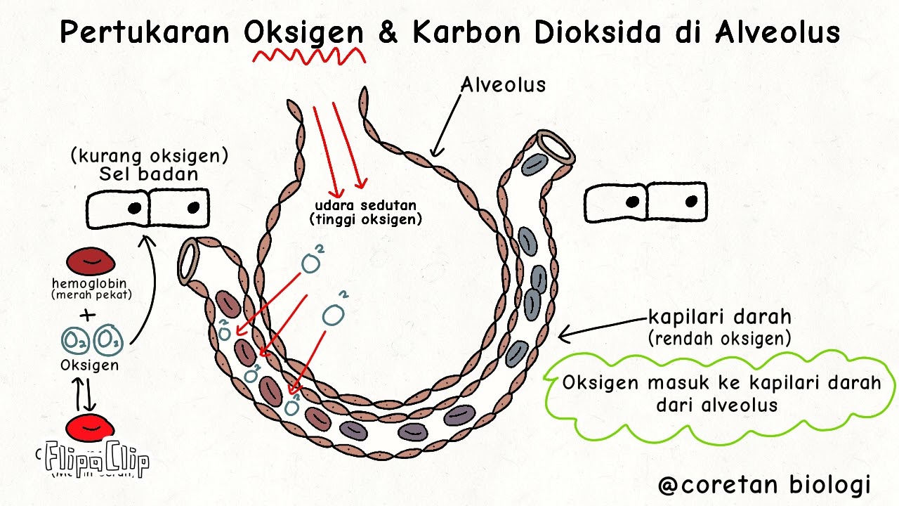 Sains Tingkatan 3-Bab 2 Sistem Respirasi Manusia (Pertukaran Oksigen & Karbon Dioksida di Alveolus)