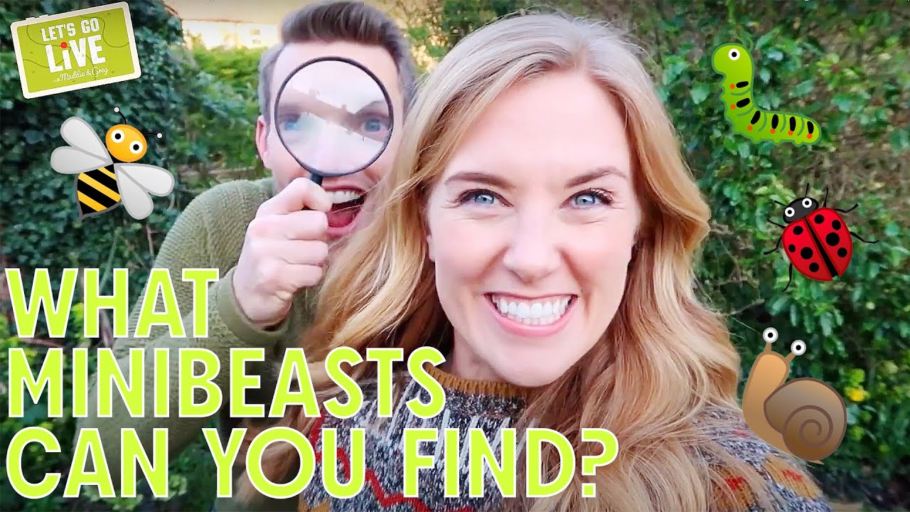 What Minibeasts can you find? | Science Activity for Kids | Let's Go Live