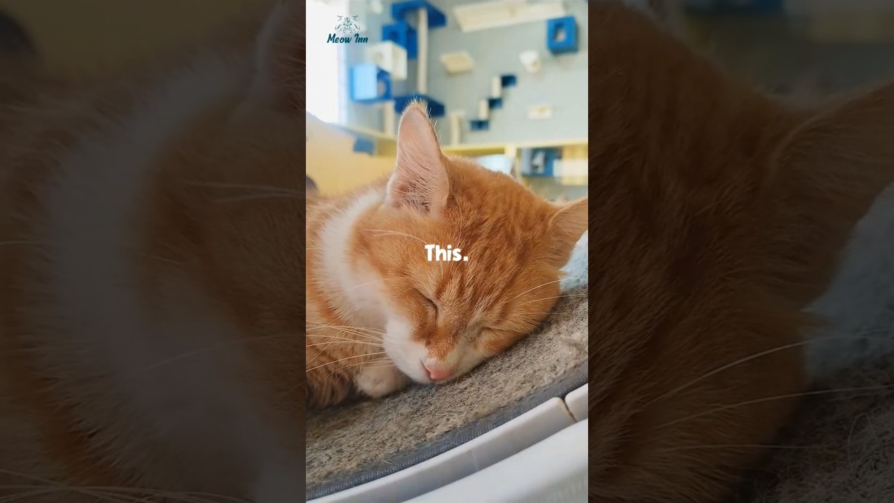 #catboardingbangalore #cutecats #catlovers #catcontent #catsofyoutube #explorepage #fypyoutube