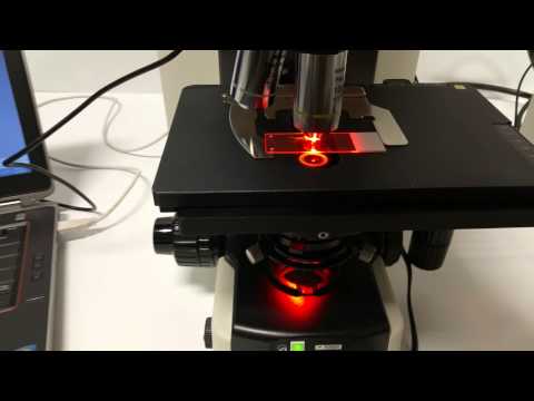 Fluorescent Microscope - Confocal Fluorescence Microscopy Latest Price ...