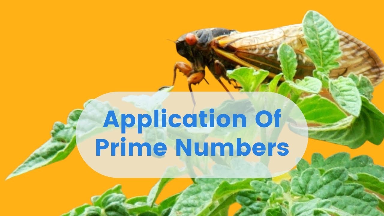 How Maths Protects Cicadas!