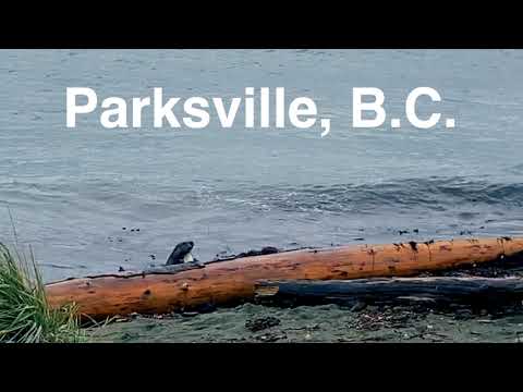 Seals chase Otter to the beach – besthike.com