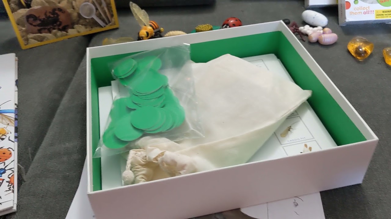 Secular homeschooling, our bug/insect unit study