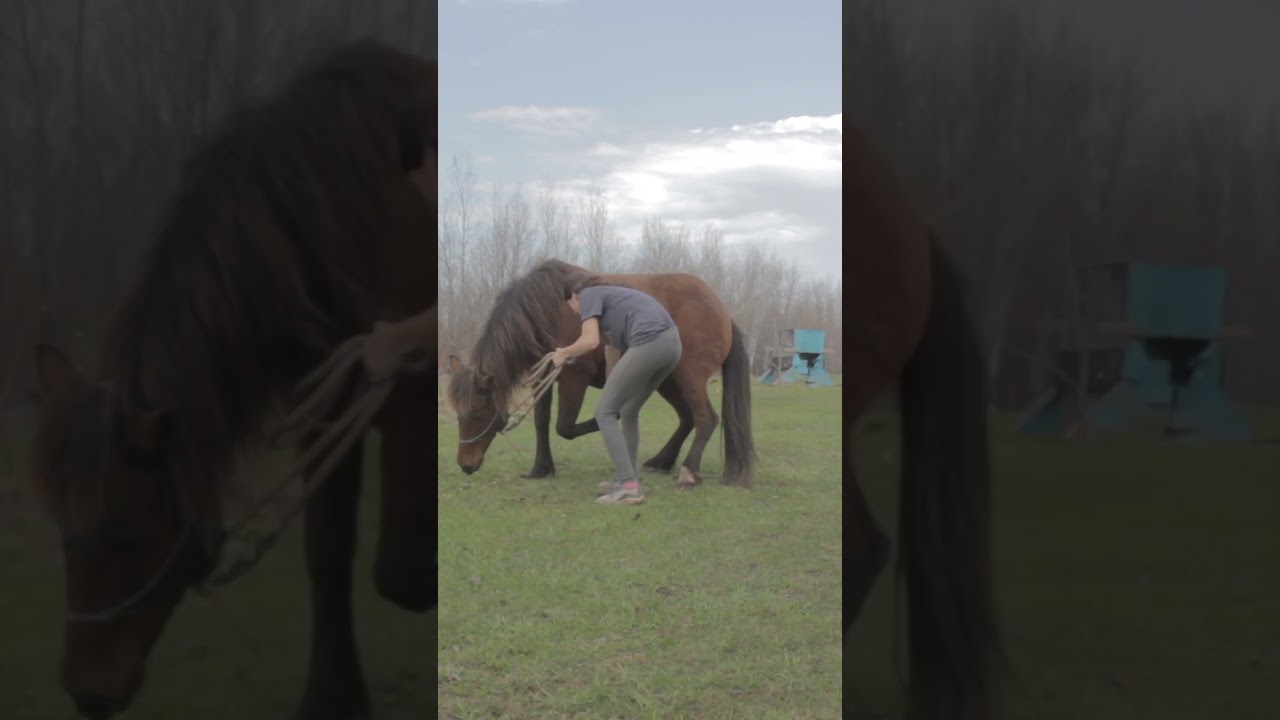 5 different ways to mount bareback
