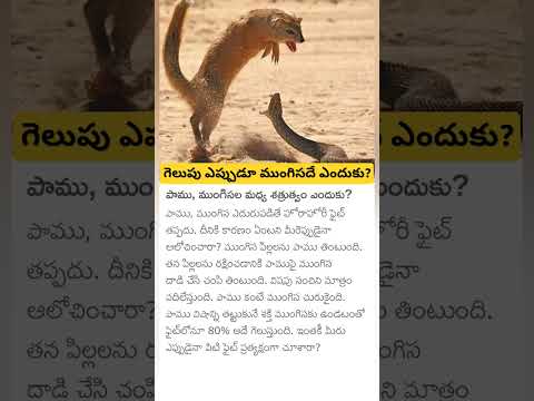 Snake, Mongoose Fight