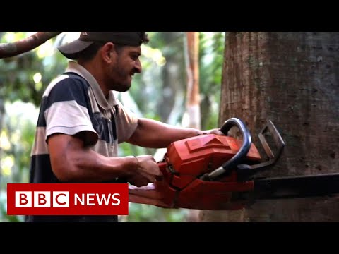 The battle for the Amazon's future - BBC News
