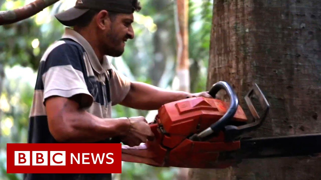 The battle for the Amazon's future - BBC News