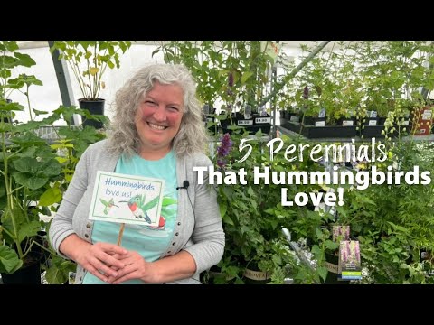 5 Perennials That Hummingbirds Love