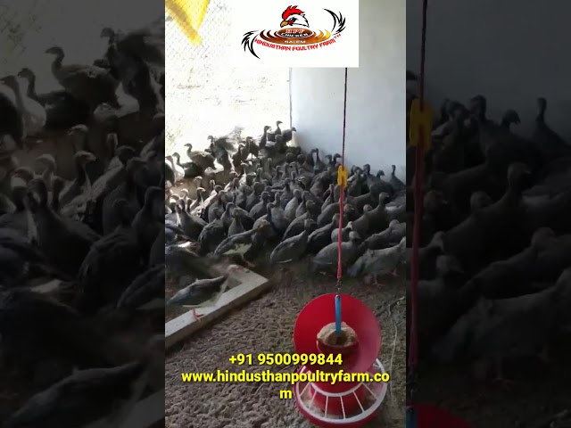 Guineafowl Birds - Fowl Chicks( ginni koli) Trader - Wholesaler ...