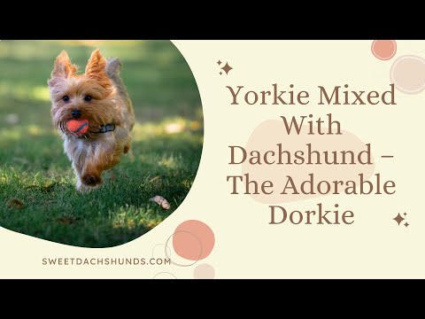 Yorkie Mixed With Dachshund – The Adorable Dorkie