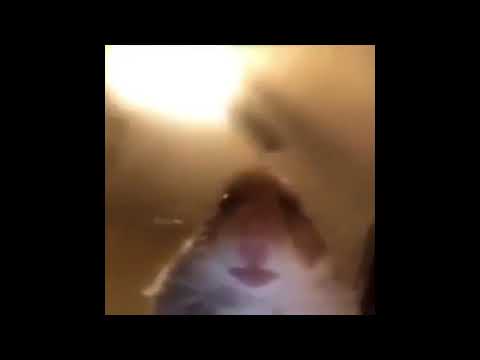 HAMSTER LOOKING AT CAMERA (1 HOUR VERSION)