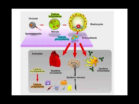 SNC2D-Unité 3 Leçon 4-Cellules souches et différentiation cellulaire
