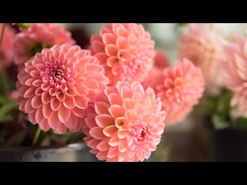 Wonderful Dahlia Flowers || Gardening #flowerstatus #realbeauty #gardening