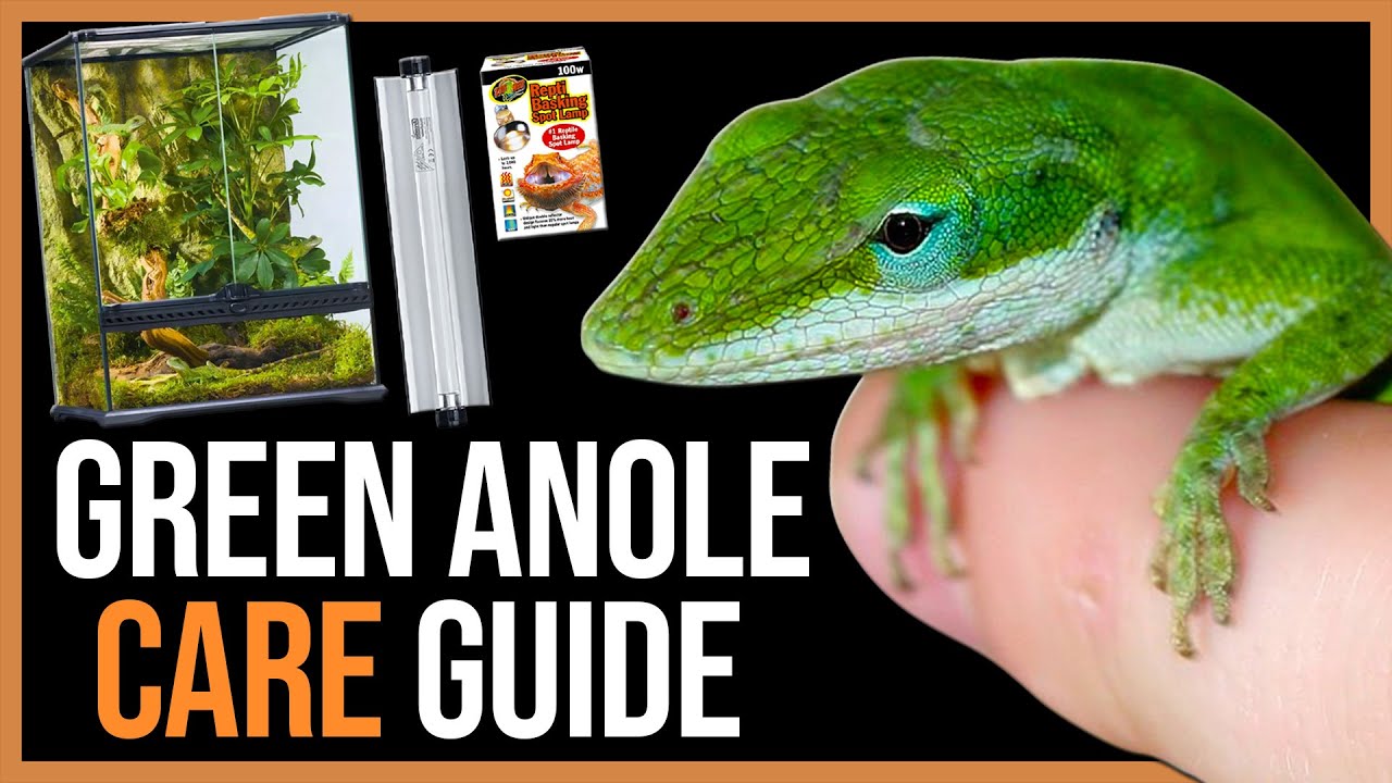 Green Anole Care for Beginners