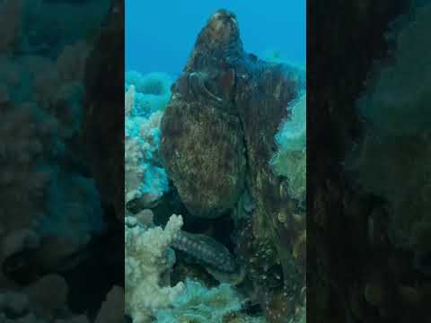 Octopus Rock Camouflage #shorts #octopus