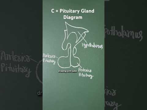diagram of pituitary gland #pituitarygland #shorts #shortsfeed #ytshorts #diagram